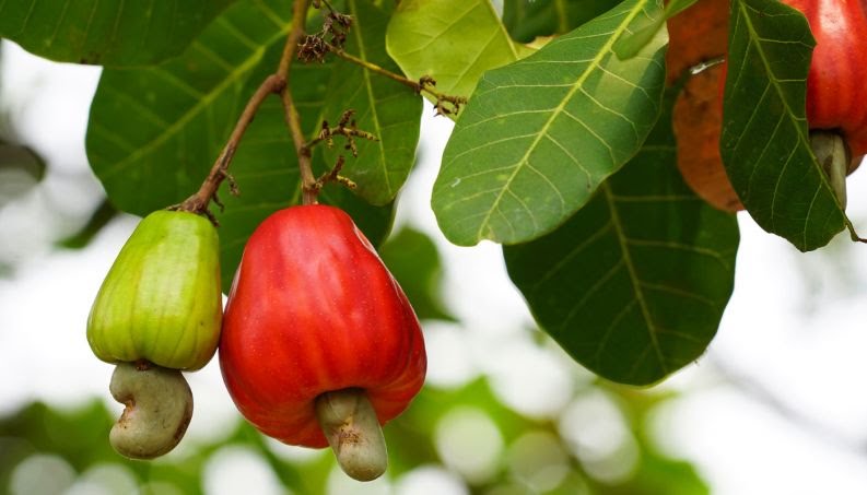 Benefícios do caju: pseudofruto turbina imunidade e faz mais 8 ...